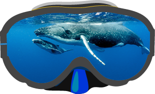 Hvilken type dykking, DYKKEbazaar gir deg valgmuligheter